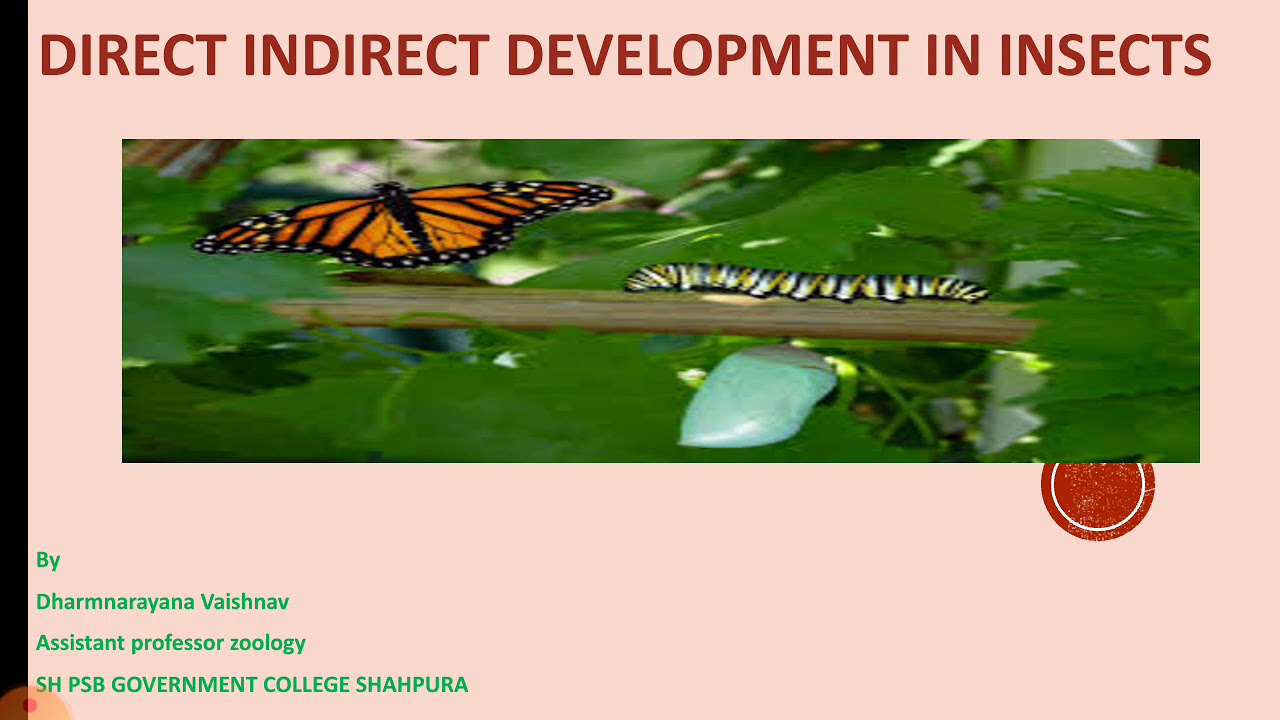 direct and indirect development in insects - YouTube