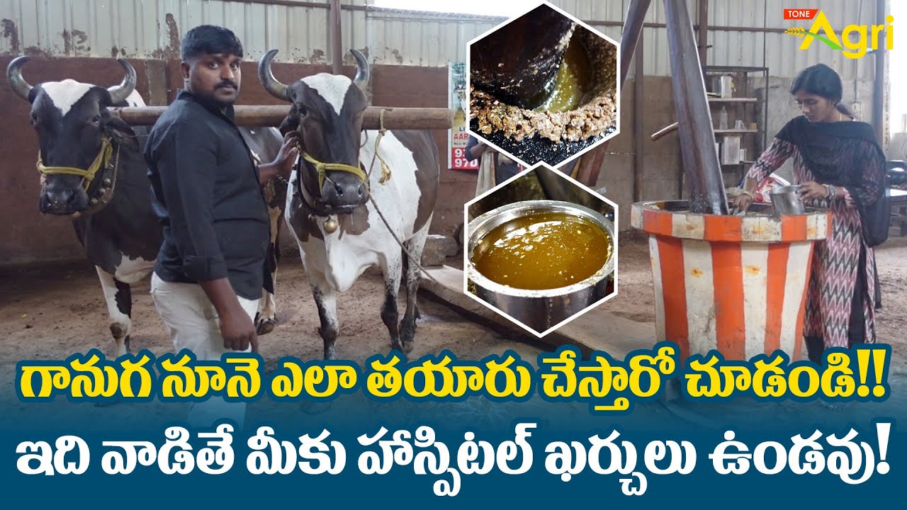 Ganuga Nune | Cold Pressed Oil Process | గానుగ నూనె ఎలా తయారు చేస్తారో ...