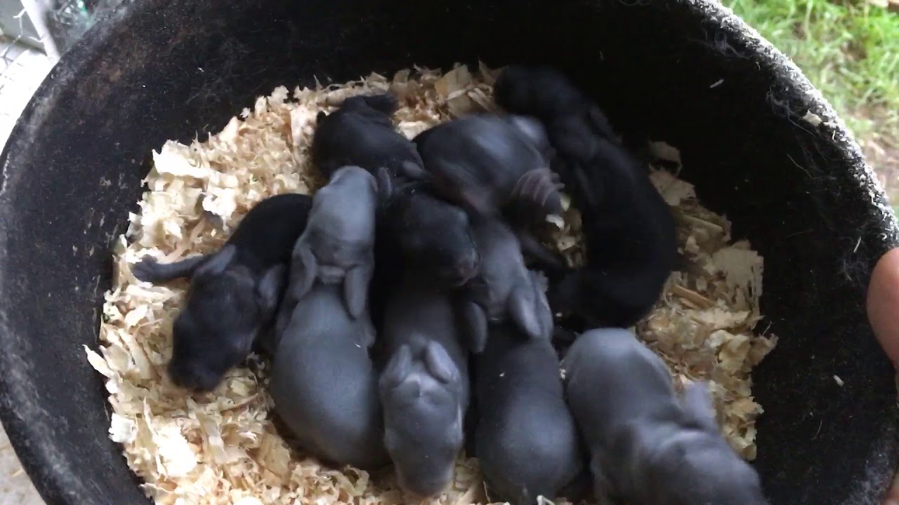 3 day old rabbits - YouTube