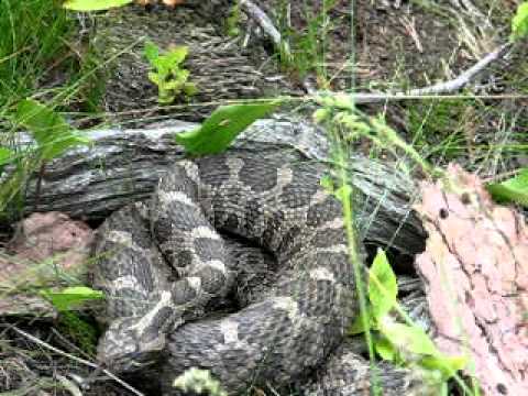 Eastern Massasauga Rattlesnake - YouTube