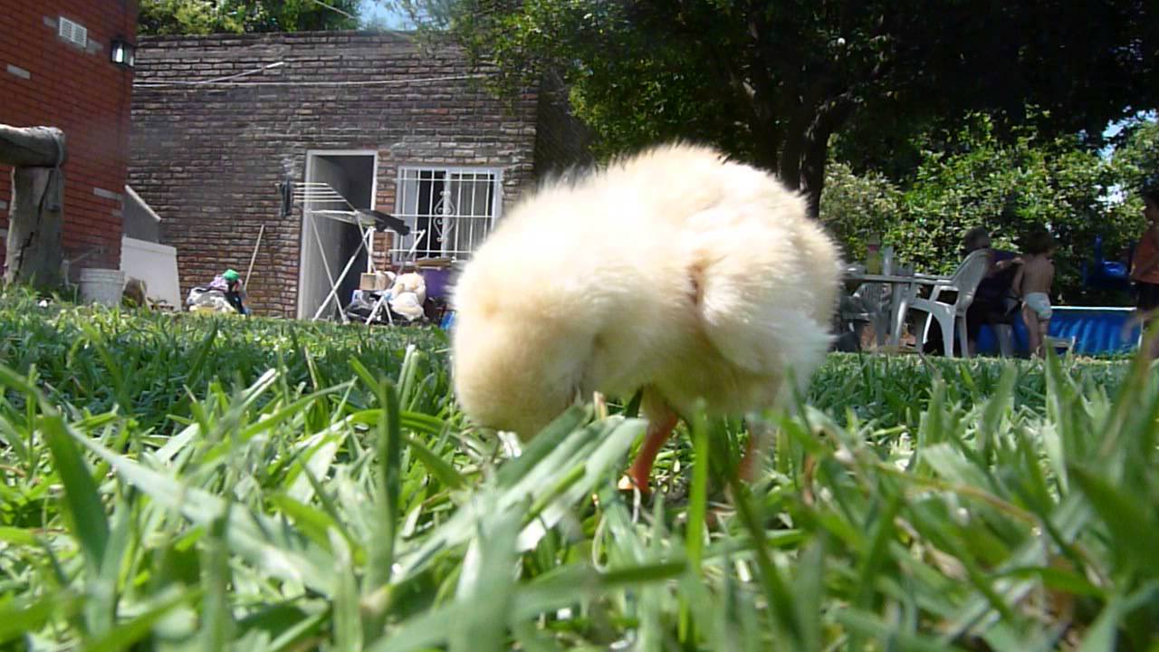 pollito se duerme parado - YouTube