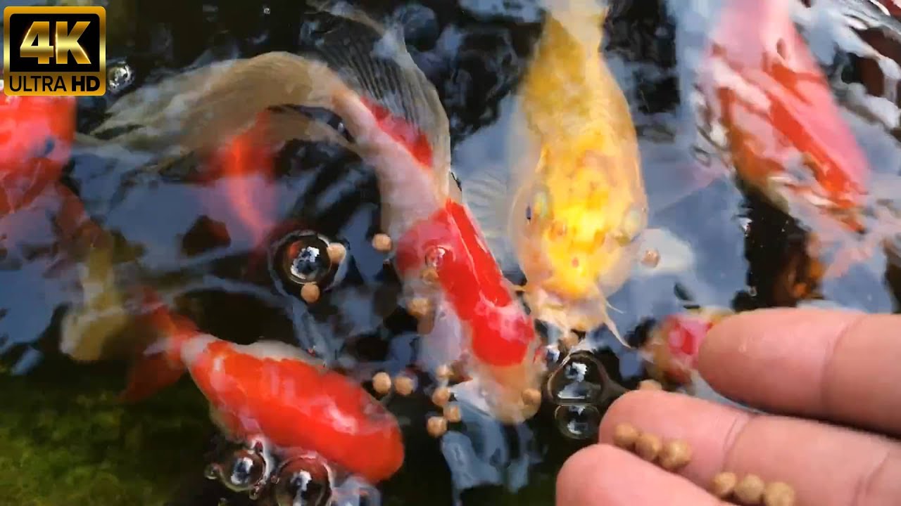 Most Beautiful KOI Fish Breed 2021 - YouTube
