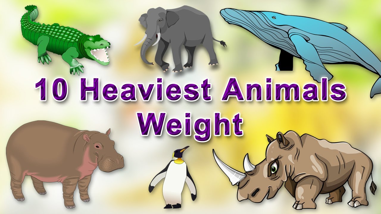 10 heaviest popular animals🐳 on the earth🐋| Animals for Kids🦏| Fresh ...