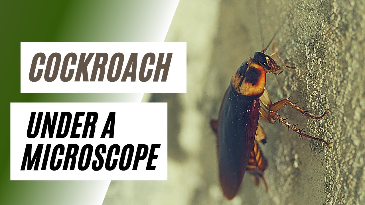 Cockroach Under the microscope - YouTube