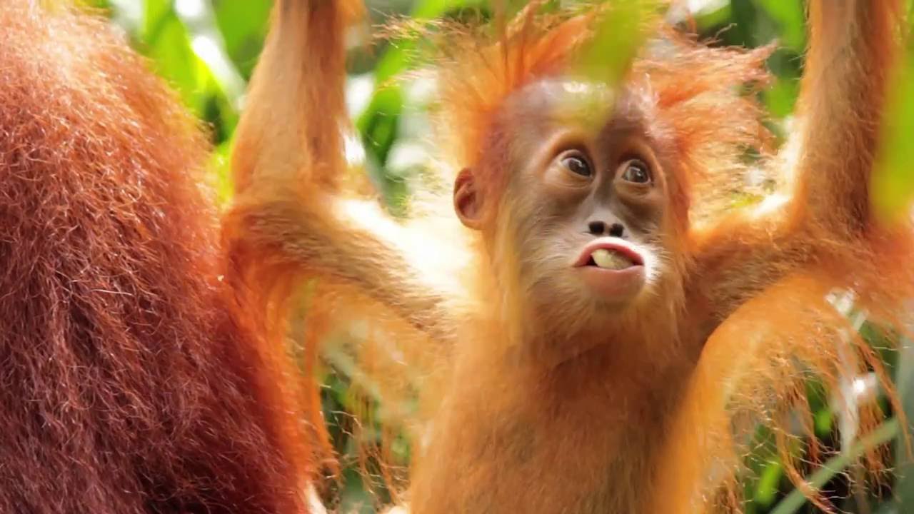 Go Green For Wildlife - YouTube