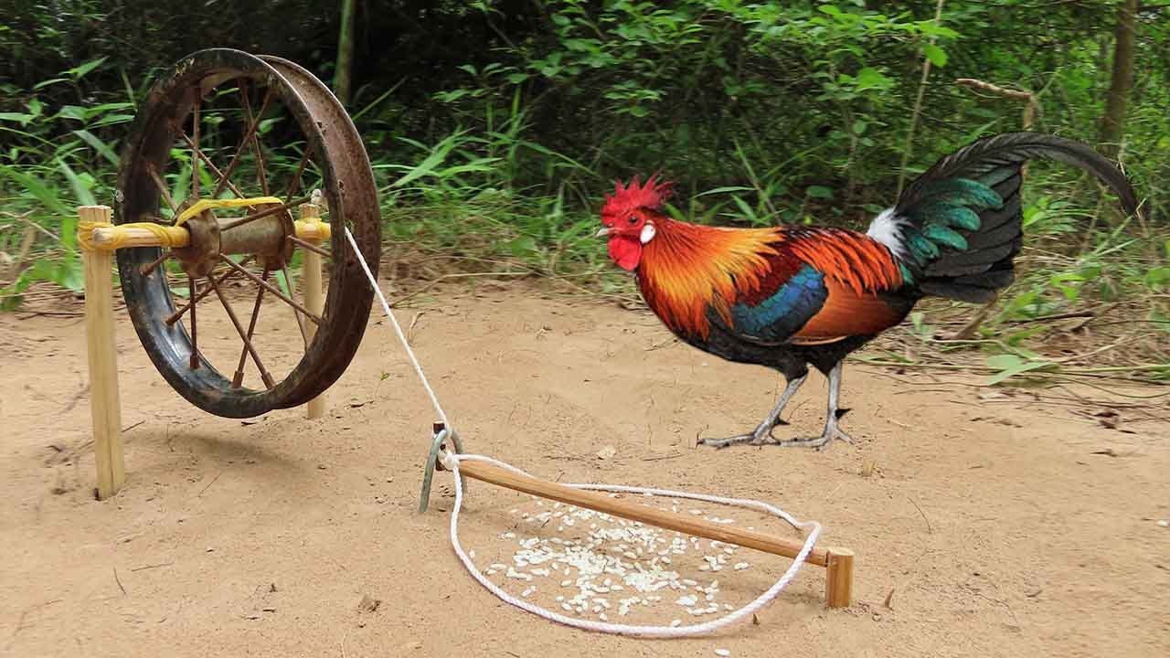 Easy Installing Wild Chicken Trap Using Bike Tools And Wood - Simple ...