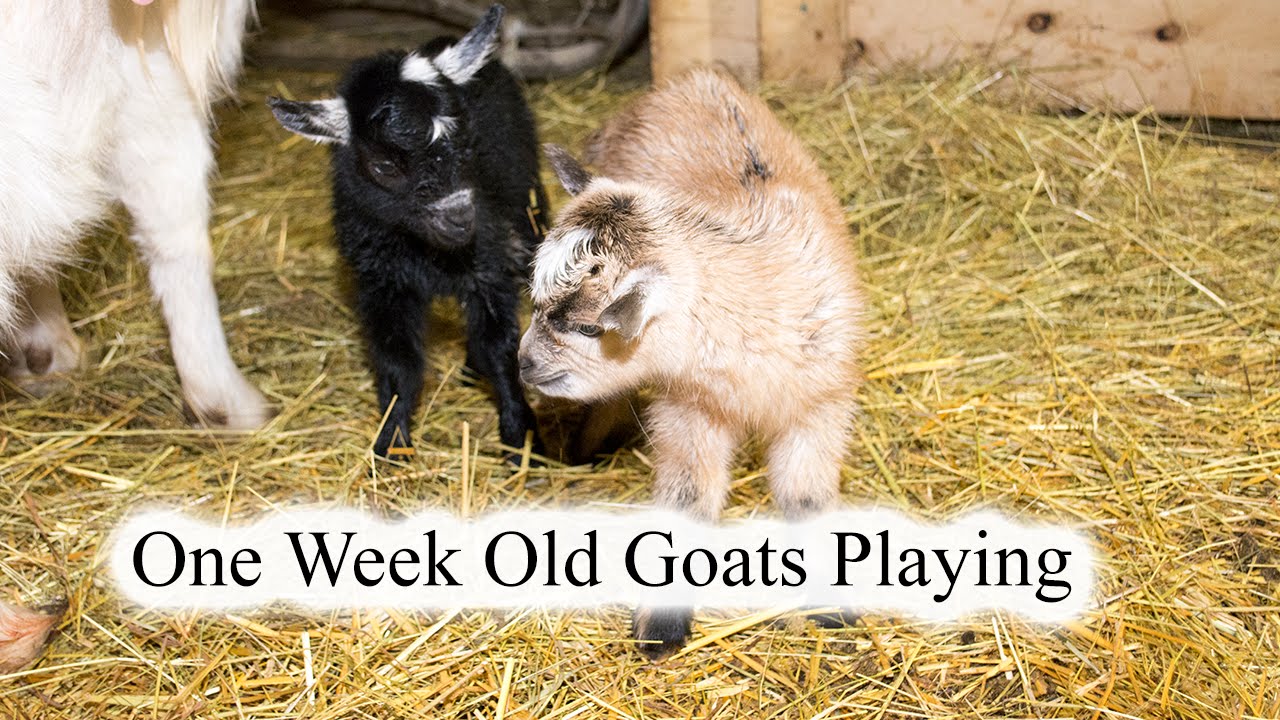 Goat Kids at 1 Week Old - YouTube