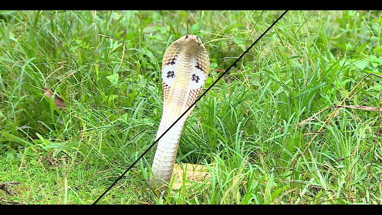 PROMO - SNAKE MASTER - GOLDEN COBRA - EP-67 - YouTube