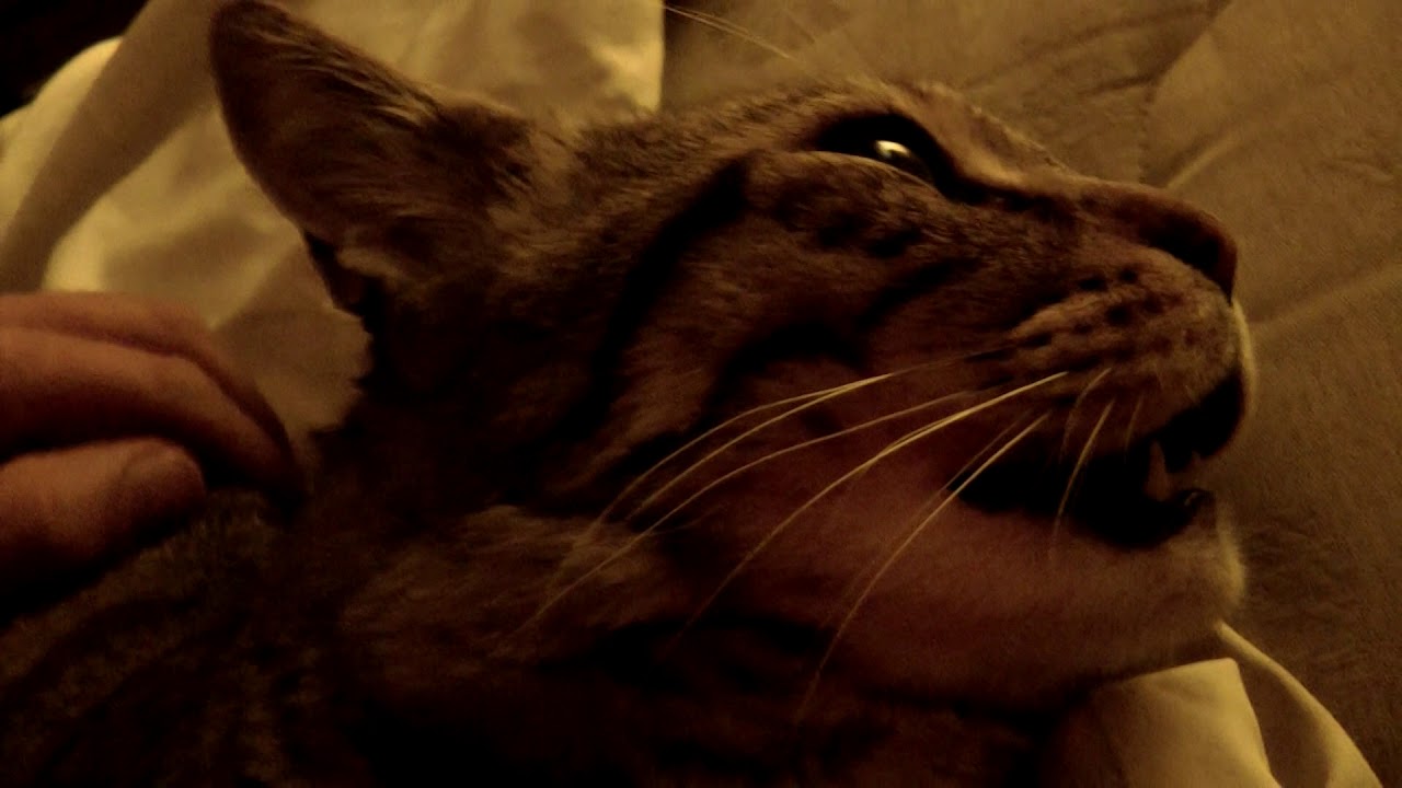 Lynx Hybrid - Puma the Talking Cat - Makes Wild Sounds - YouTube