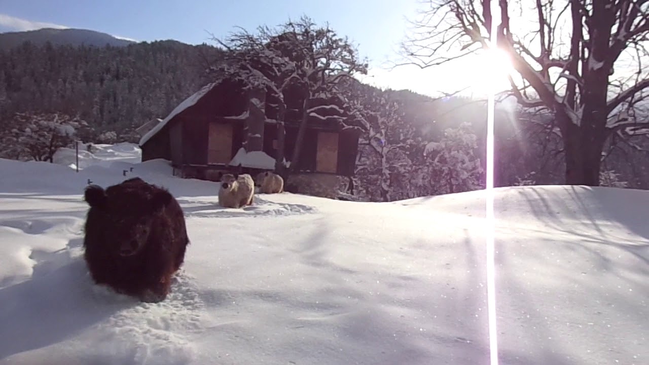 Galloway Cattle in the Snow, Galloway Rinder im Winter - YouTube