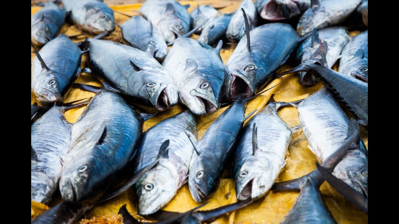 eating fish is murder - YouTube