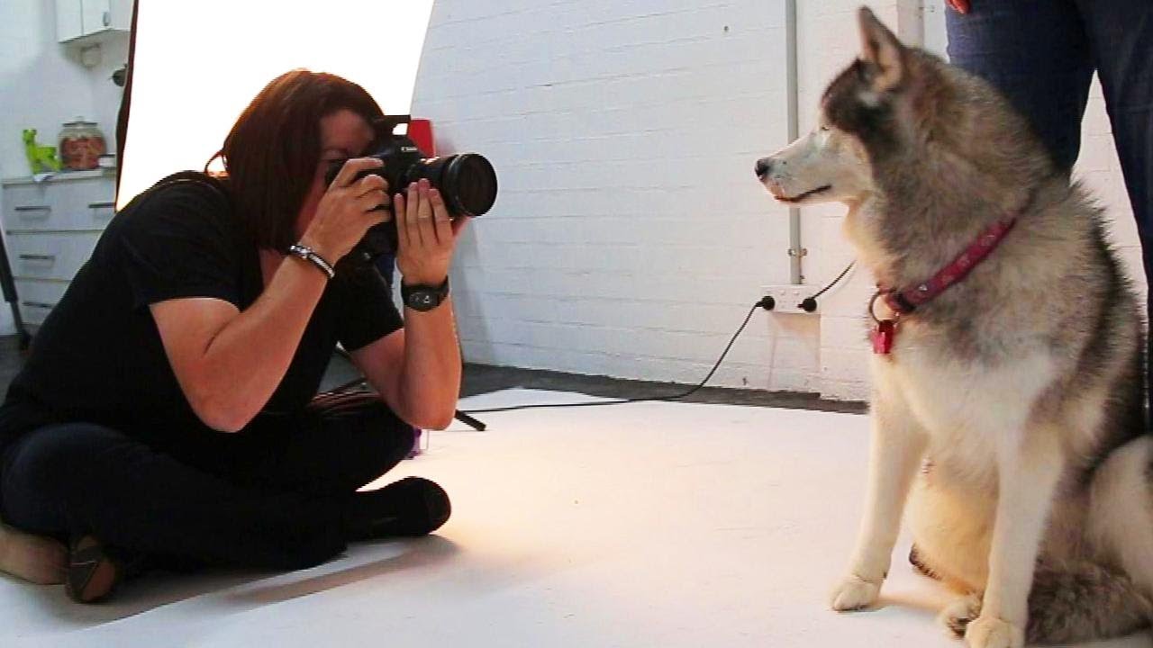 'Imperfect' Dogs Take Spotlight in New Photography Book - YouTube