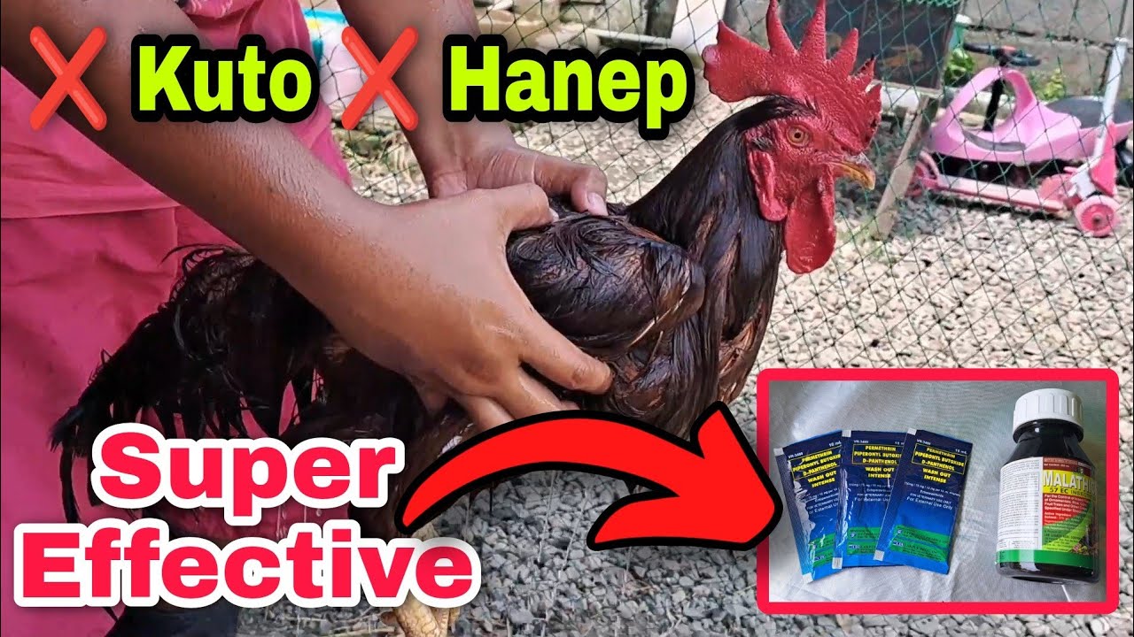 Paano magpaligo ng manok napaka epektibo nito mga ka farmers tanggal ...