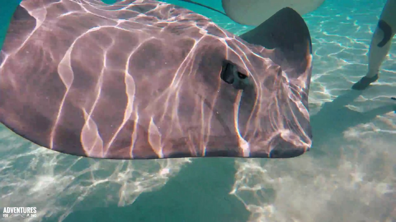 Moorea Miti Tour Part 1: Sharks in 4K - YouTube