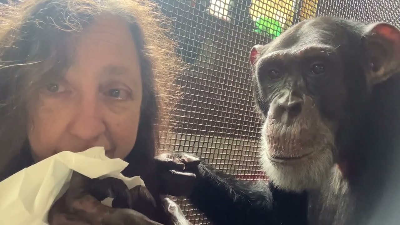 Very Thorough Chimpanzee Grooming: Bow uses Kleenex on Me! - YouTube