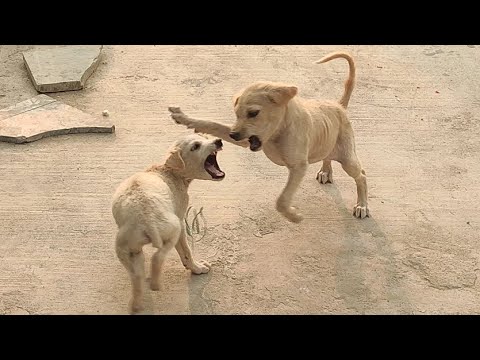 Puppy slapping his own brother because I ate a long time ago ...