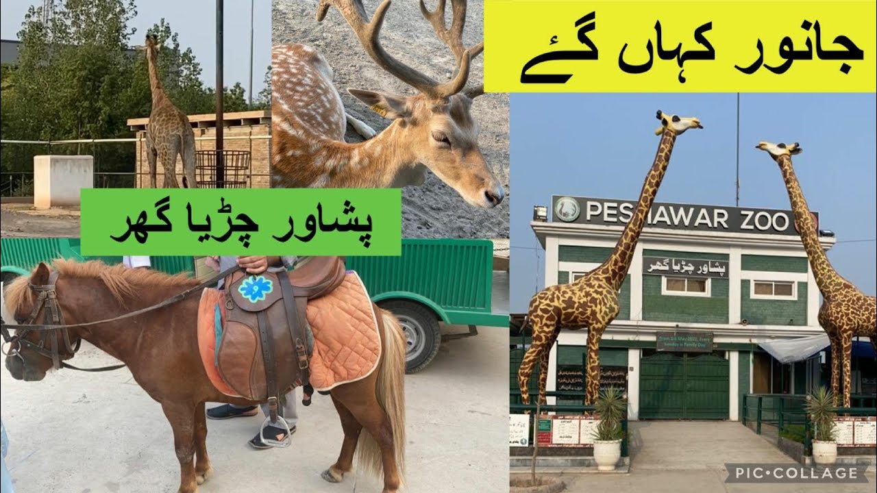 Peshawar Zoo | Latest updates | July 2022 | Vlog 8 - YouTube