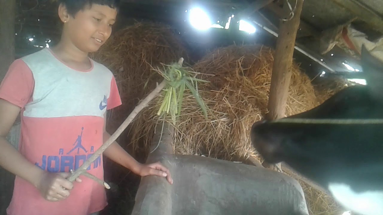 Interview of cow mata - YouTube