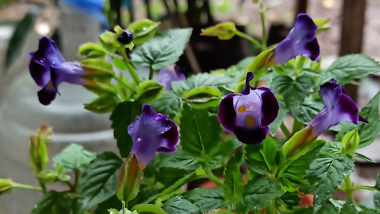 Torenia plant ki care🔥/ tips to grow torenia plant - YouTube
