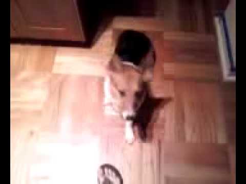 Breakdancing Dog - YouTube