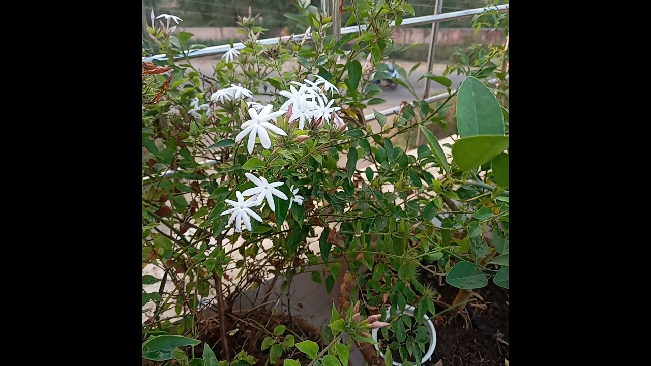 How to grow and care of Kunda plants.55. - YouTube