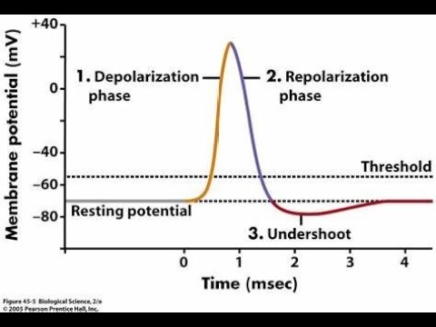 Action potential; Stimulus artifact, Depolarization and repolarization ...