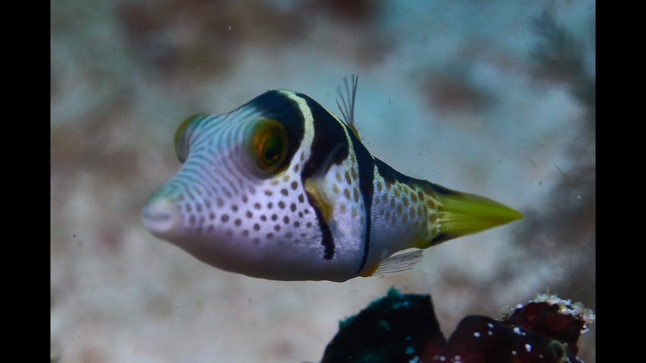 Lots of Fish in Komodo - YouTube