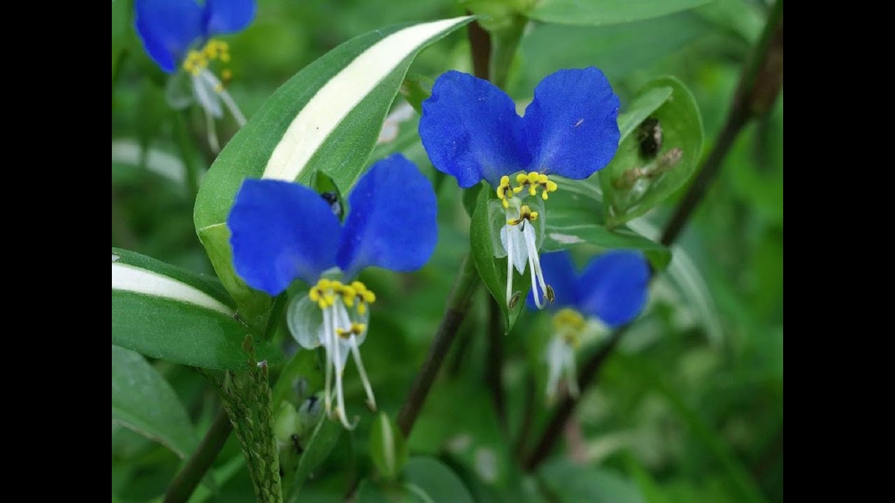 Azijska jednodnevica- Commelina Communis. Razmnožite još danas ovu ...