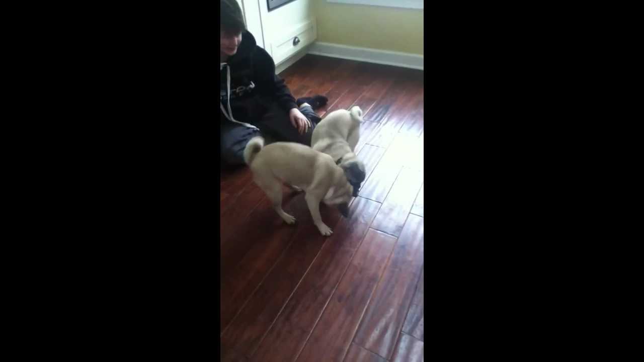 Epic pug battle - YouTube