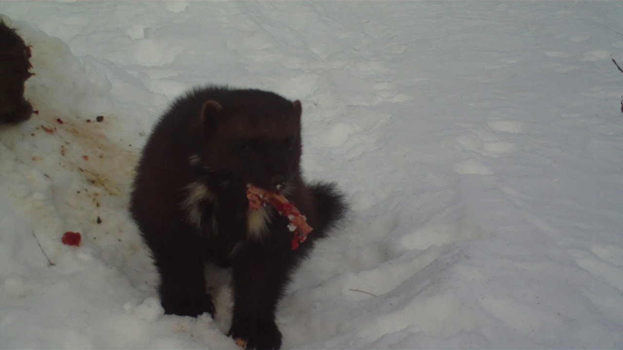 Wolverine getting a snack - YouTube