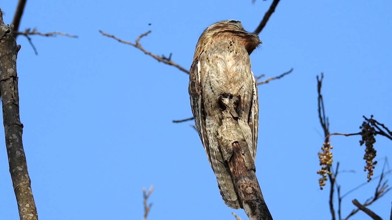 URUTAU (NYCTIBIUS GRISEUS), COMMON POTOO, MÃE-DA-LUA, URUTÁGUA, KÚA-KÚA ...