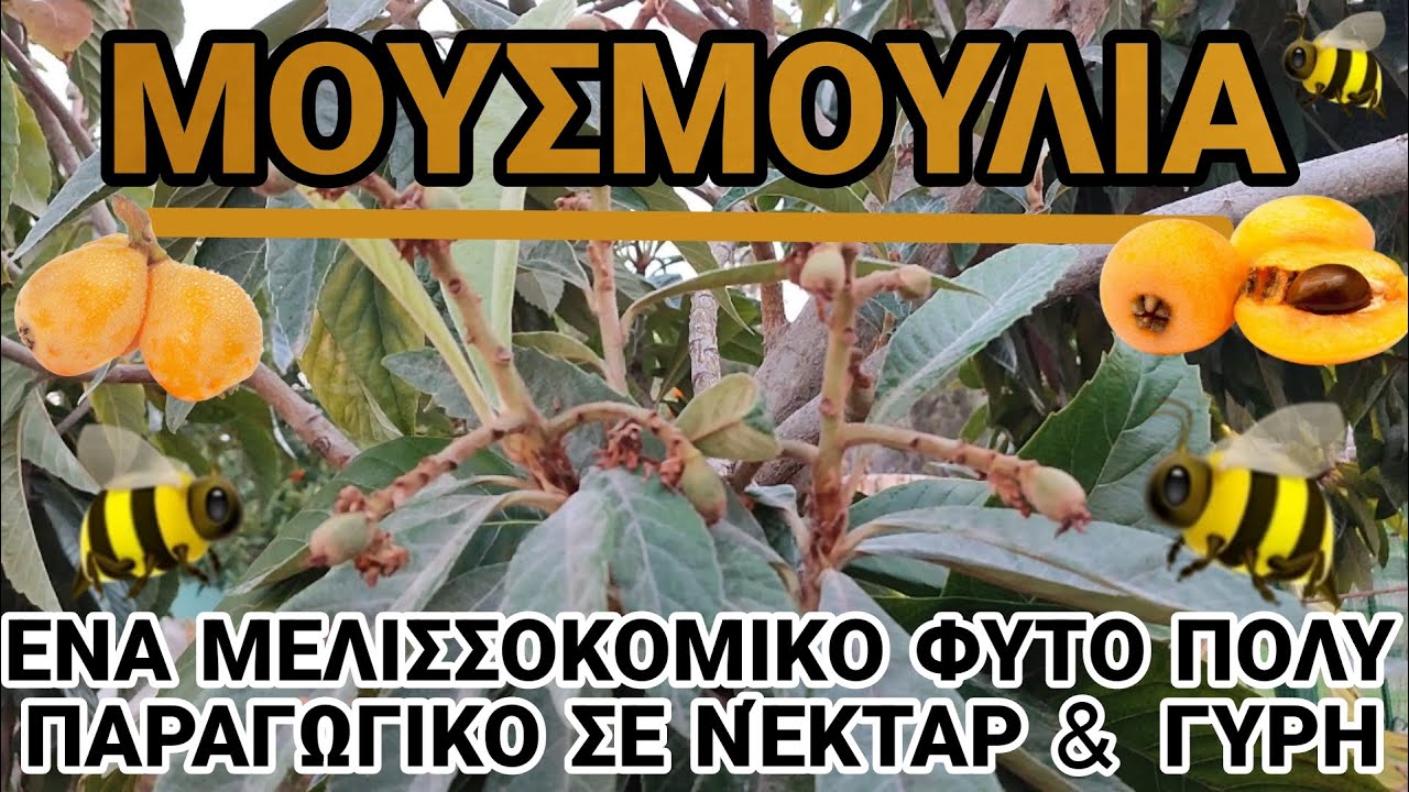 ΜΟΥΣΜΟΥΛΙΑ | Πολλαπλασιασμός σε 2' 🍯 Μελισσοκομικό φυτό που Δίνει ...