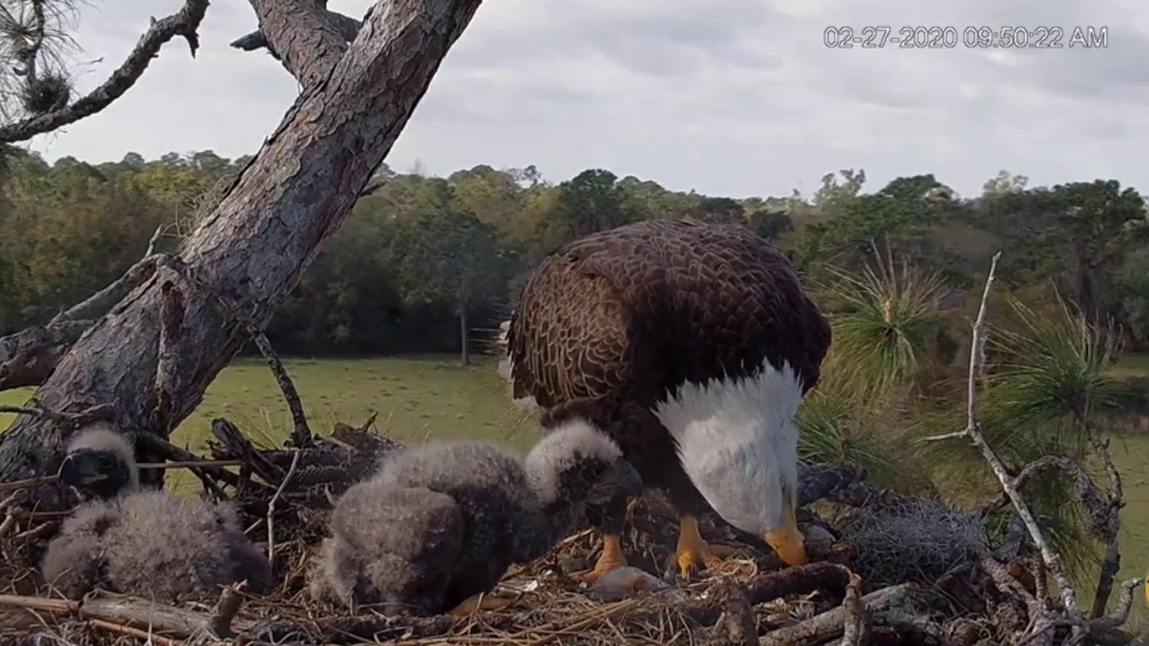 Eaglet Poops! 💩 - YouTube