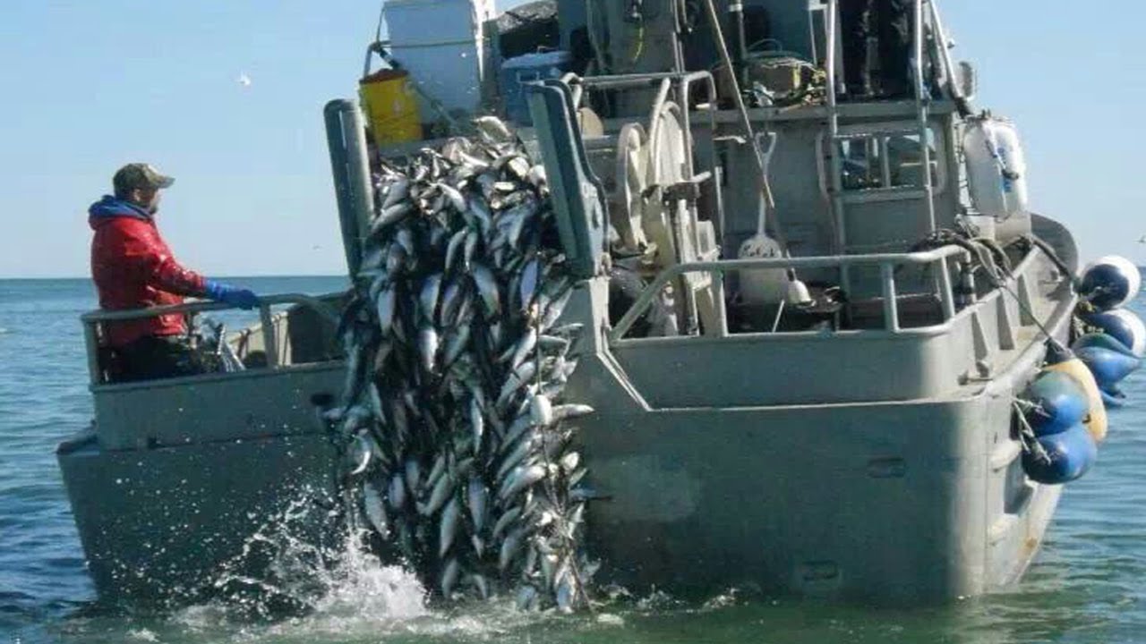 amazing big catch fish herring with Traditional fishing nets #05 - YouTube