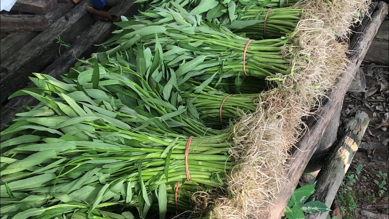 PANEN TERAKHIR SAYUR KANGKUNG II PESANAN 40 IKAT CUMAN DAPAT 12 IKAT ...