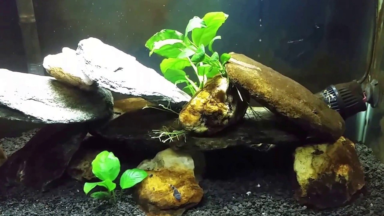 Brackish Tank Gets A New Look And New Fish - YouTube