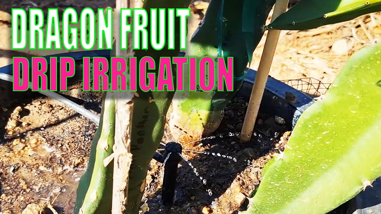 DRIP IRRIGATION is GREAT FOR DRAGON FRUIT / 50 YARD DRAGON FRUIT ...