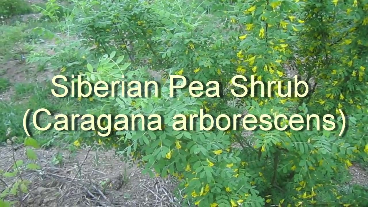 Siberian Pea Shrub: From Flower to Harvest - YouTube