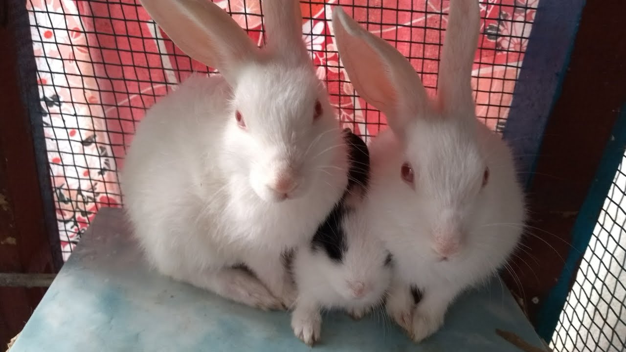 Cute Pet Rabbit / Bunny - YouTube