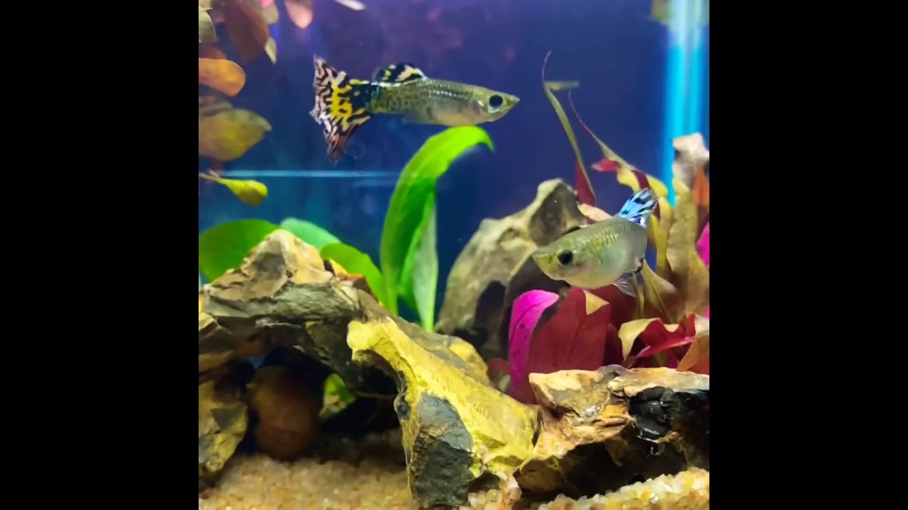 Simple guppy aquarium - YouTube