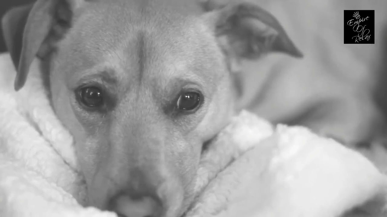 1 Hour Music For Dogs To Go To Sleep Music For Dogs Guaranteed YouTube 1-hour-music-for-dogs-to-go-to-sleep-music-for-dogs-guaranteed-youtube