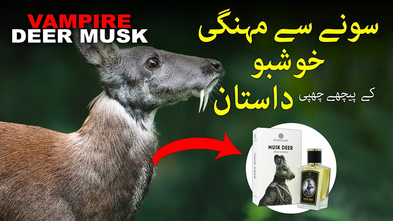 Musk Deer Story | Musk Fragrance | What is Kasturi | Price of Musk ...