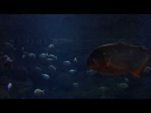 Here is killer piranha | İşte Katil Piranalar