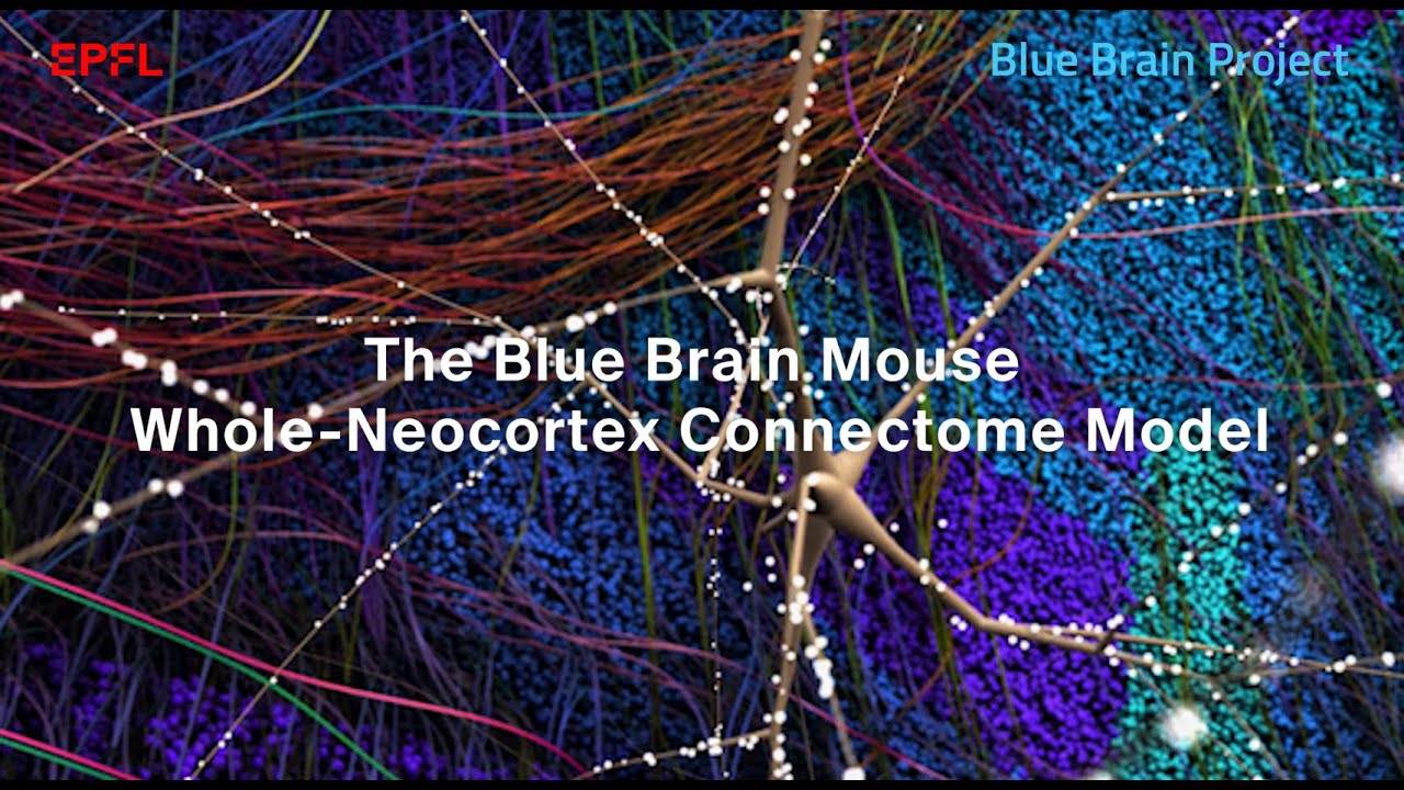 Blue Brain finds the secret to how neurons in the mouse neocortex form ...
