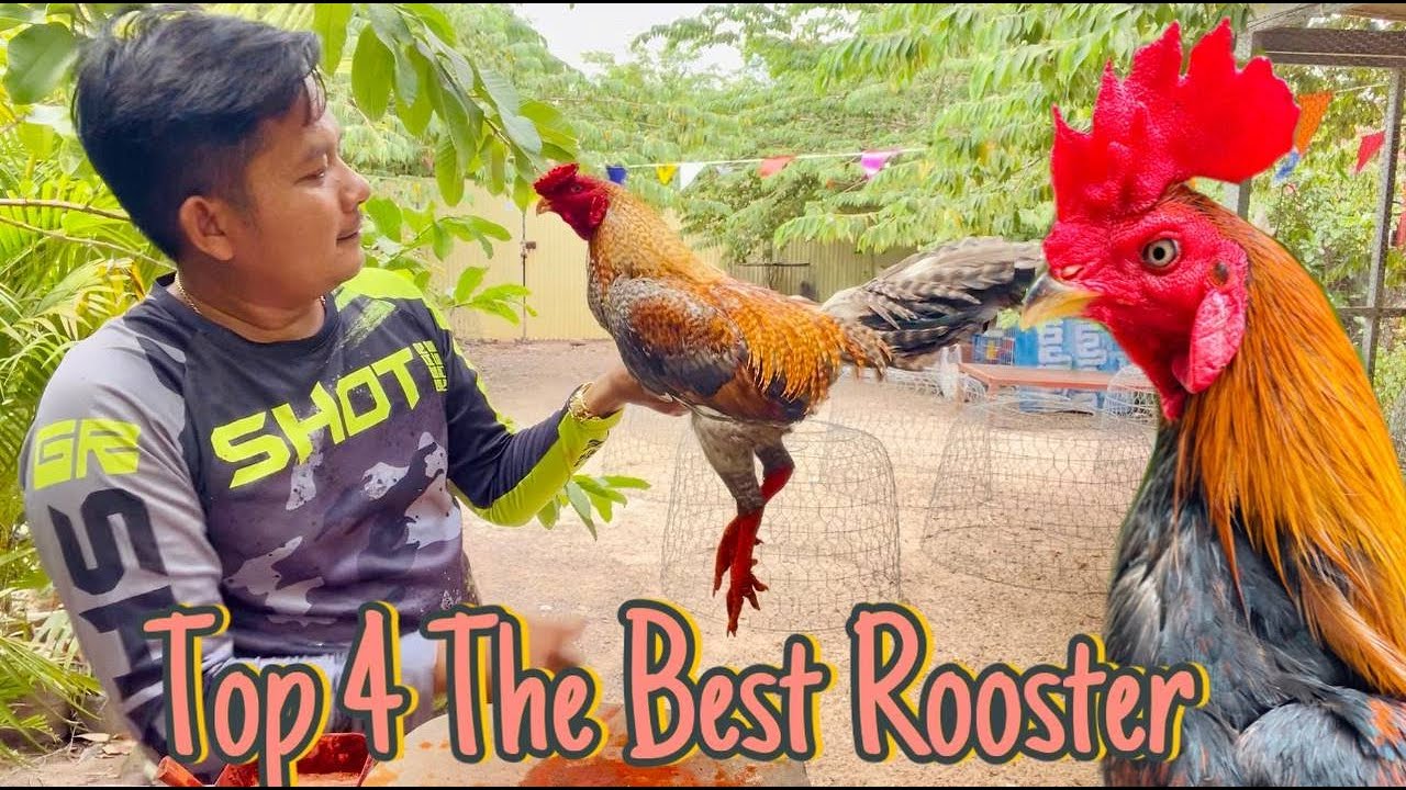 Top 4 Rooster Mixed Color and Bread - Rooster Crowing and Vietnam ...