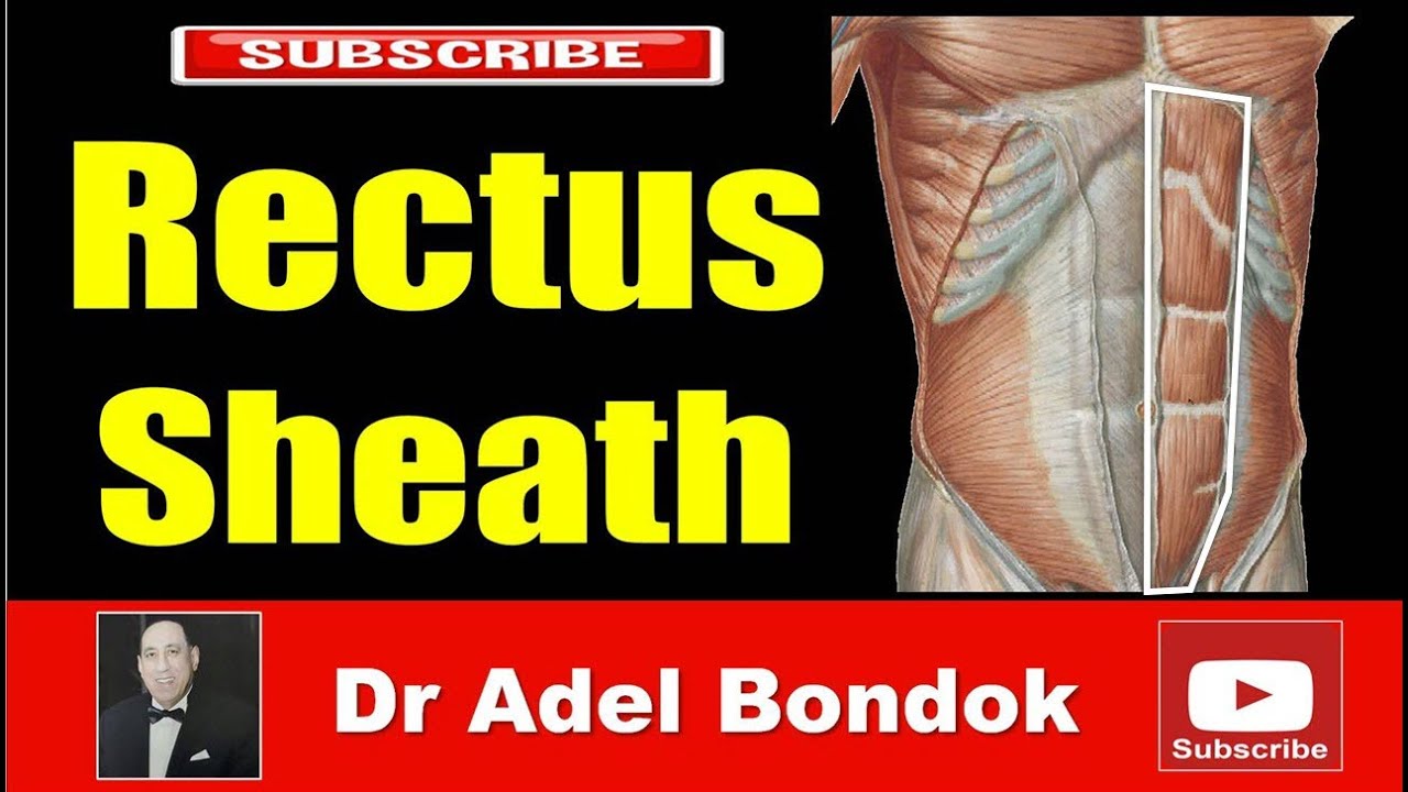 Rectus Sheath Dr Adel Bondok Making Anatomy Easy Youtube