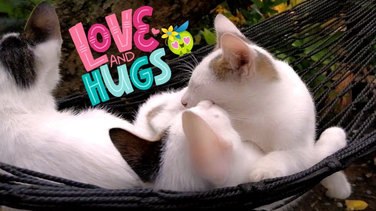 Most Affectionate Cat Kisses and Snuggles his Brother 😻 Too Cute ...
