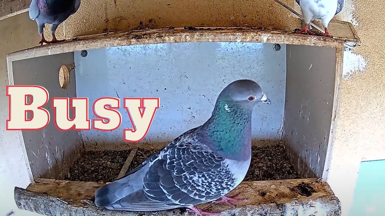 Three pigeons hang out in the LIVE Common Kestrel Israel CAM - YouTube