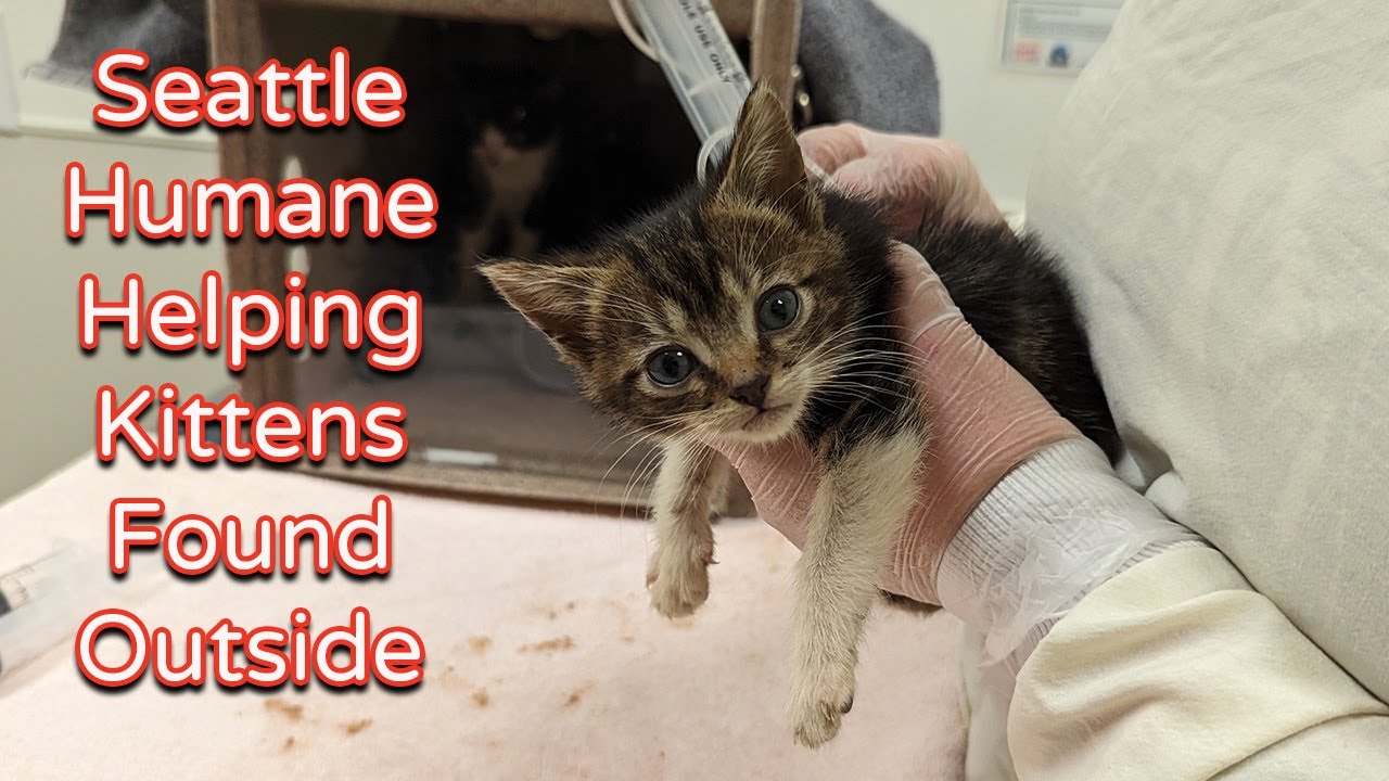 Kittens Found Outside Seattle Humane - YouTube
