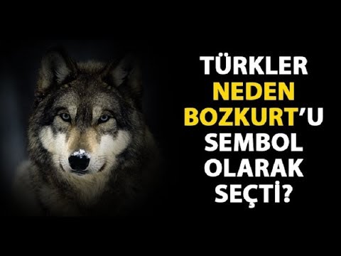 BOZKURTLARIN İNANILMAZ ÖZELLİKLERİ